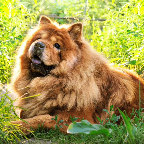 The 10 Dumbest Dog Breeds the-10-dumbest-dog-breeds