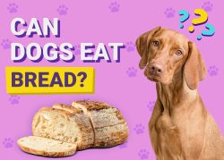 Can Dogs Eat Bread? Vet-Verified Types & Risks – Dogster