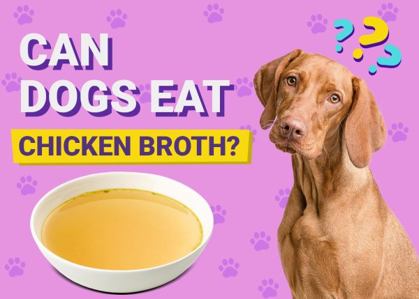 Can Dogs Eat Chicken Broth? Vet-Verified Nutrition Facts & Info – Dogster