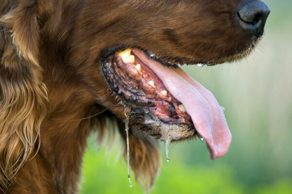 My Dog Is Drooling a Lot: When to Be Concerned (Vet Answer) – Dogster