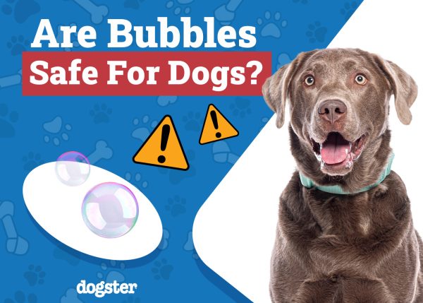 Are Bubbles Safe for Dogs? Everything You Need to Know! – Dogster