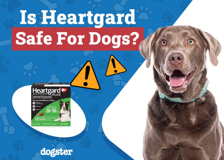 Is Heartgard Safe for Dogs? Vet Approved Facts & FAQ – Dogster
