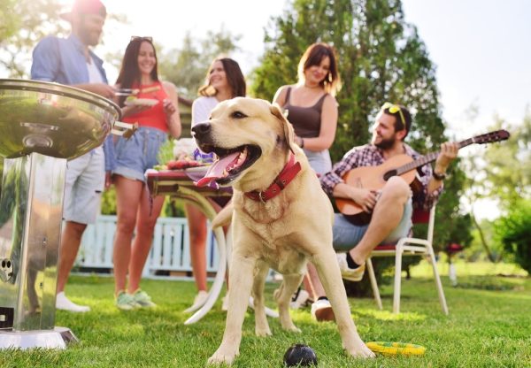 Adopting a Dog on Craigslist? Watch For These 10 Red Flags (Vet ...
