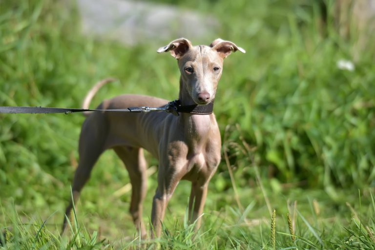 Peruvian Inca Orchid Dog Breed: Info, Pictures, Facts & Traits – Dogster