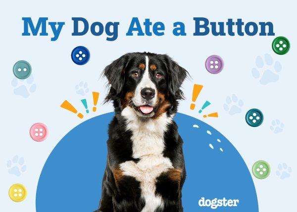 My Dog Ate a Button: What to Do, Treatment & Prevention (Vet Answer ...