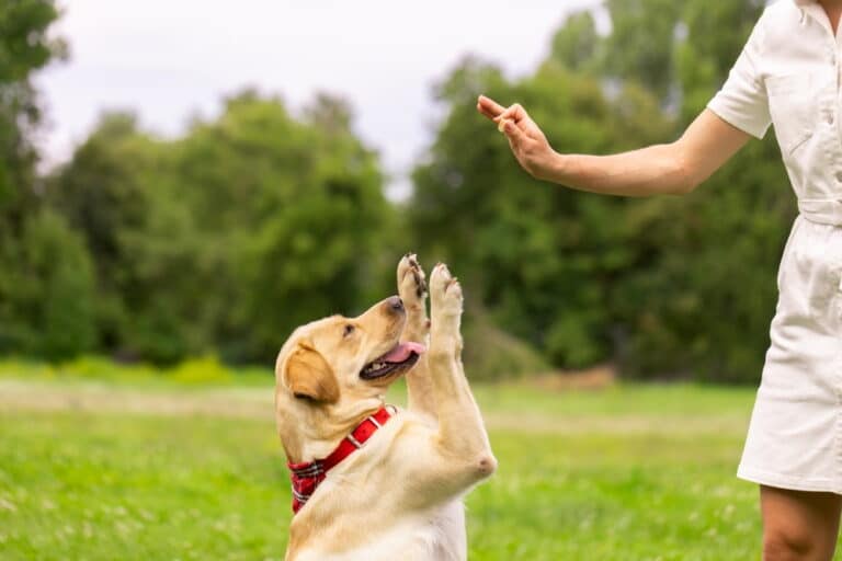 Can Dogs Learn Sign Language? Vet-Approved Training Tips – Dogster