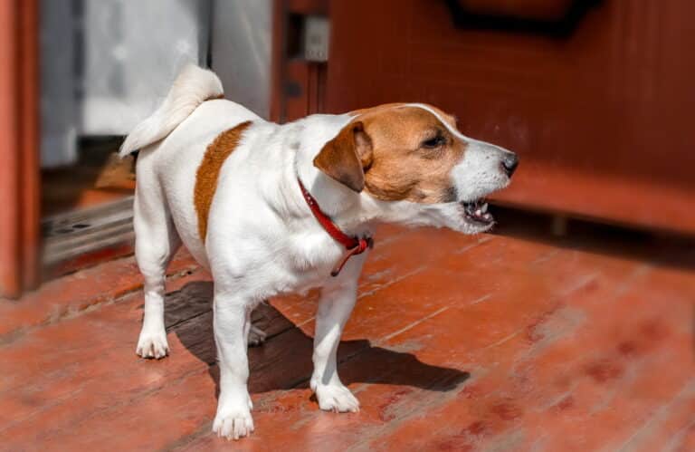 Debarking a Dog: What It Is, Legality & Ethics (Vet Answer) – Dogster