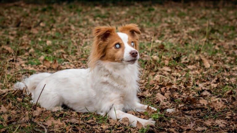 Living With a Blind Dog: 14 Vet-Approved Tips & How to Help Them Live ...