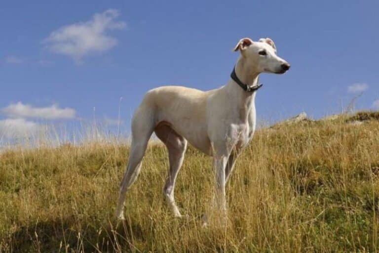 Greyhound Dog: Breed Info, Pictures, Traits & Care – Dogster