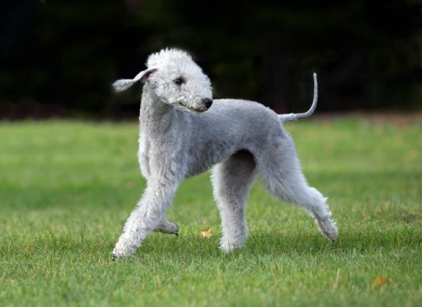 13 Dogs With Curly Ears: Info, Pictures, Facts & History – Dogster
