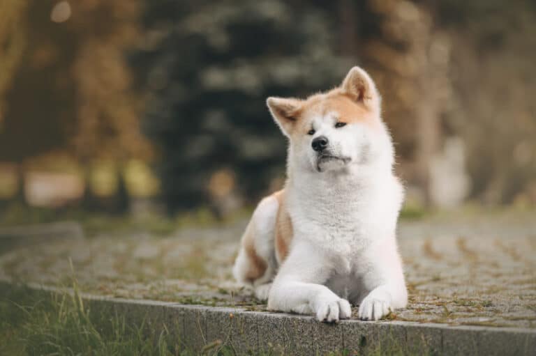 16 Primitive Dog Breeds: Info, Pictures & History – Dogster