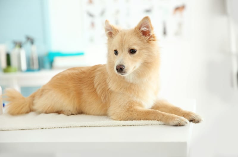 What Are the Canine Good Citizen (CGC) Requirements? Here's How to Ace ...