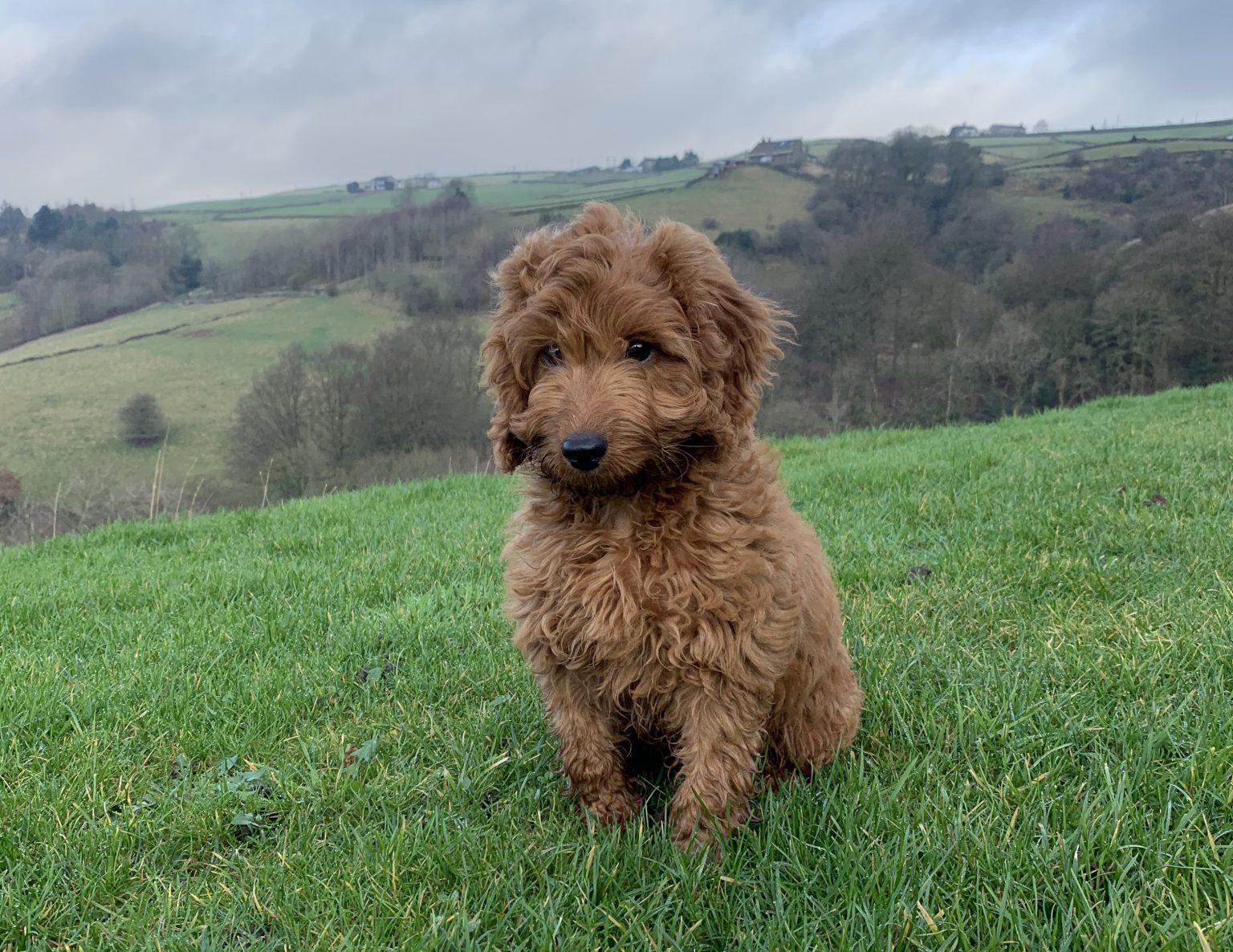 Cockapoo Dog Breed: Info, Pictures, Care & More – Dogster