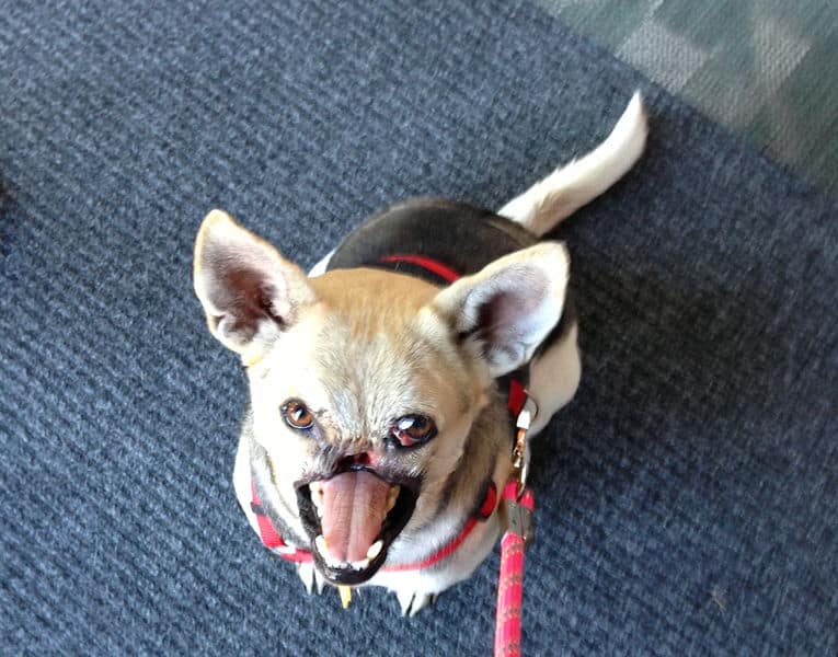 The Story of Kabang, the Hero Dog Who Lost Her Snout – Dogster