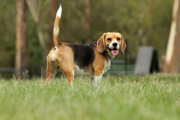 How Big Do Beagles Get? Vet-Verified Average Weight & Growth Chart ...