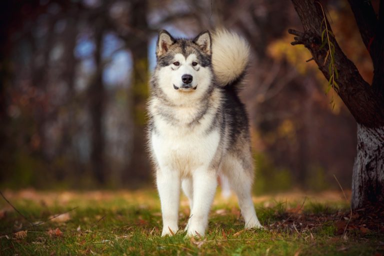 200 Alaskan Malamute Names for Your Perfect Pup – Dogster