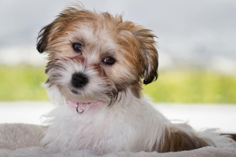 Cavachon Dog Breed: Info, Pictures, Facts, & Traits – Dogster
