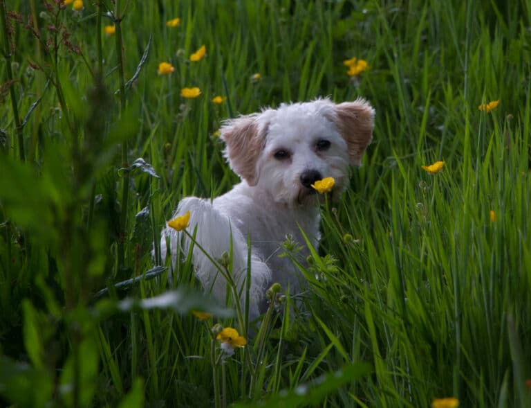 Cavachon Dog Breed: Info, Pictures, Facts, & Traits – Dogster