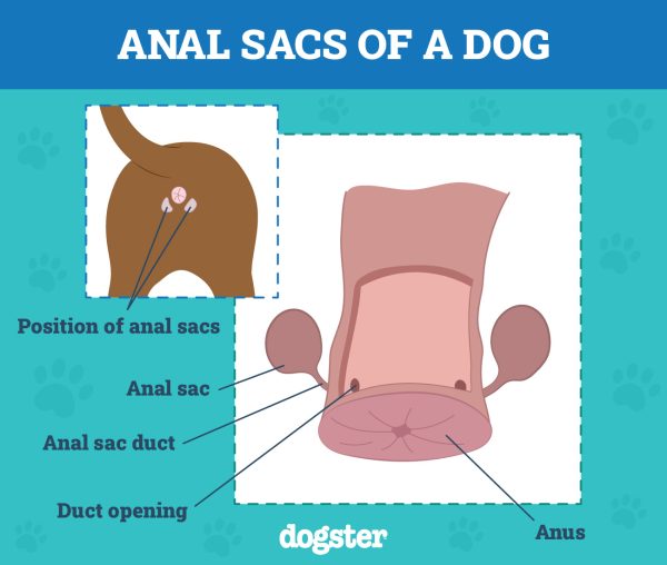 Anal Gland Cancer (Anal Sac Adenocarcinoma) in Dogs: Our Vet Explains ...