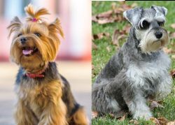 Snorkie (Yorkie & Mini Schnauzer Mix): Info, Pictures, Traits & Facts ...