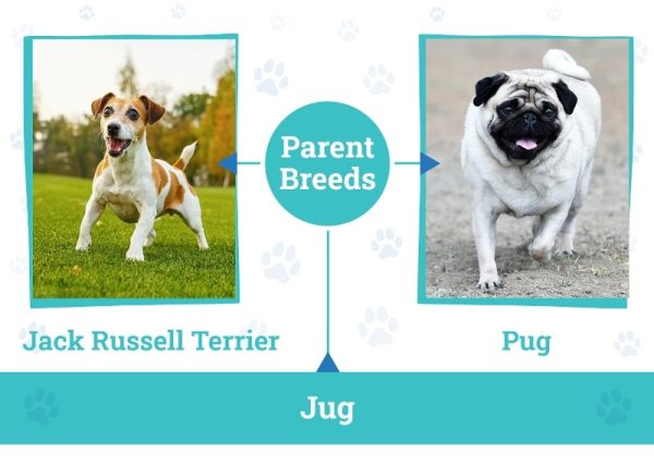 Jug (Jack Russell & Pug Mix) Dog Breed: Info, Pictures, Traits, & Facts ...