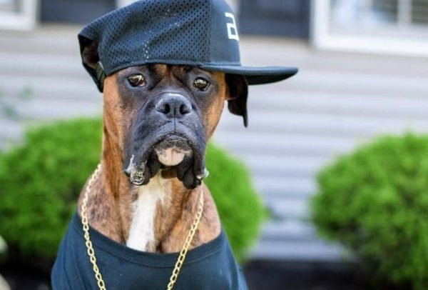 11 Amazing Boxer Dog Facts You Need to Know – Dogster