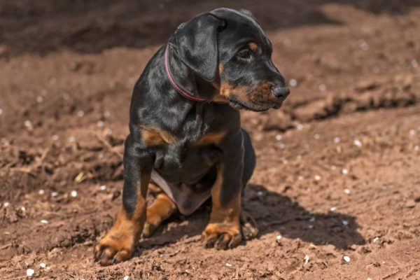 Doberman Pinscher Dog Breed: Pictures, Info, Care & More – Dogster
