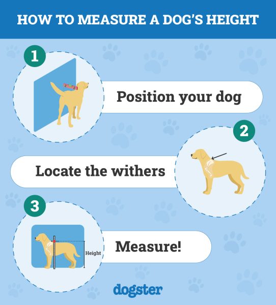 How Big Do Cockapoos Get? Average Weight & Growth Chart – Dogster