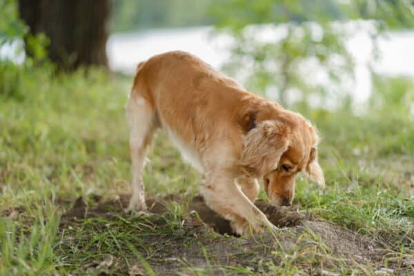 How to Stop Your Dog From Digging: 9 Effective Vet-Approved Tips – Dogster