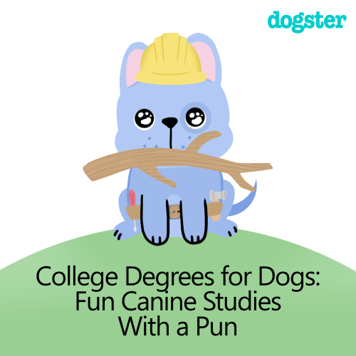 8 College Degrees for Dogs: Fun Canine Studies With a Pun – Dogster