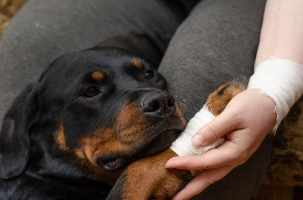 How to Treat a Burned Dog Paw Pad: 7 Expert Tips (Vet Answer) – Dogster