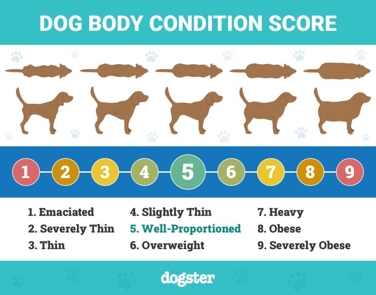How Big Do Cockapoos Get? Average Weight & Growth Chart – Dogster