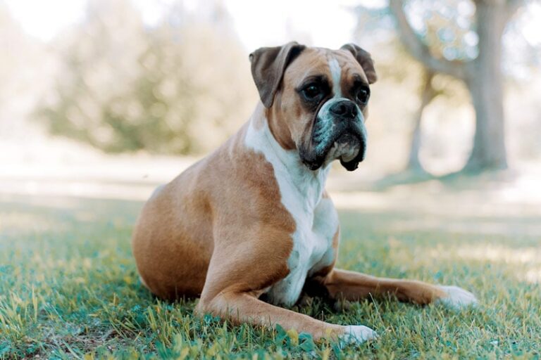 Boxer Dog Breed: Info, Pictures, Traits & Temperament – Dogster