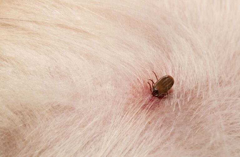 What Does a Tick Bite Look Like on a Dog & Next Steps to Take (Vet ...