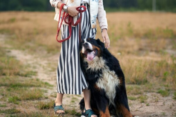 Why Do Dogs Sit on Your Feet? Canine Behavior Explained (Vet-Verified ...