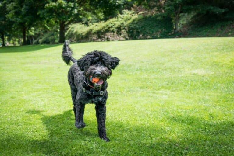 16 Most Playful Dog Breeds: Info, Pictures & History – Dogster