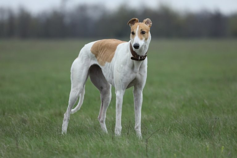 9 Types of Greyhound Body Language & Behaviors (What They Mean) – Dogster