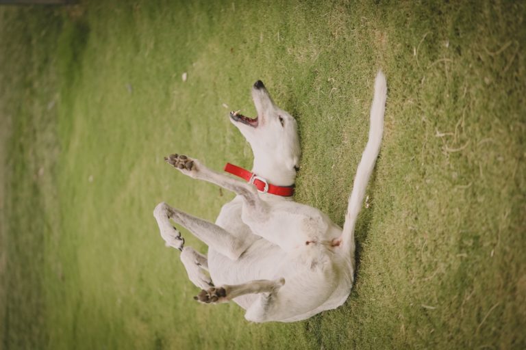 9 Types of Greyhound Body Language & Behaviors (What They Mean) – Dogster