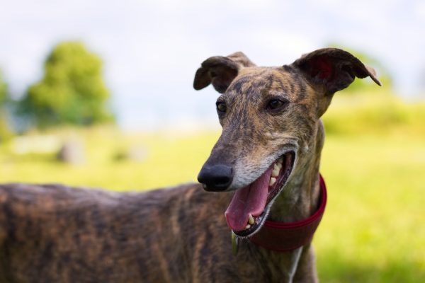 9 Types of Greyhound Body Language & Behaviors (What They Mean) – Dogster