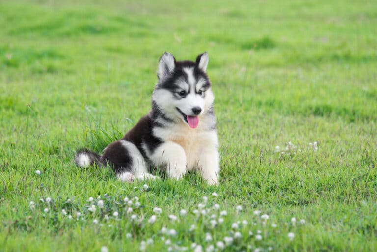 Siberian Husky: Breed Info, Pictures, Facts, Traits & Care Guide – Dogster