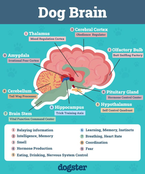 Dog Brain vs. Human Brain: Differences & Similarities – Dogster
