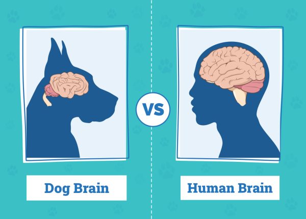 Dog Brain vs. Human Brain: Differences & Similarities – Dogster
