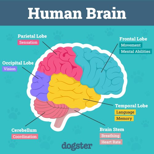 Dog Brain vs. Human Brain: Differences & Similarities – Dogster