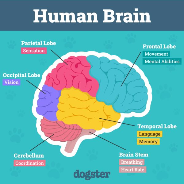 Dog Brain vs. Human Brain: Differences & Similarities – Dogster