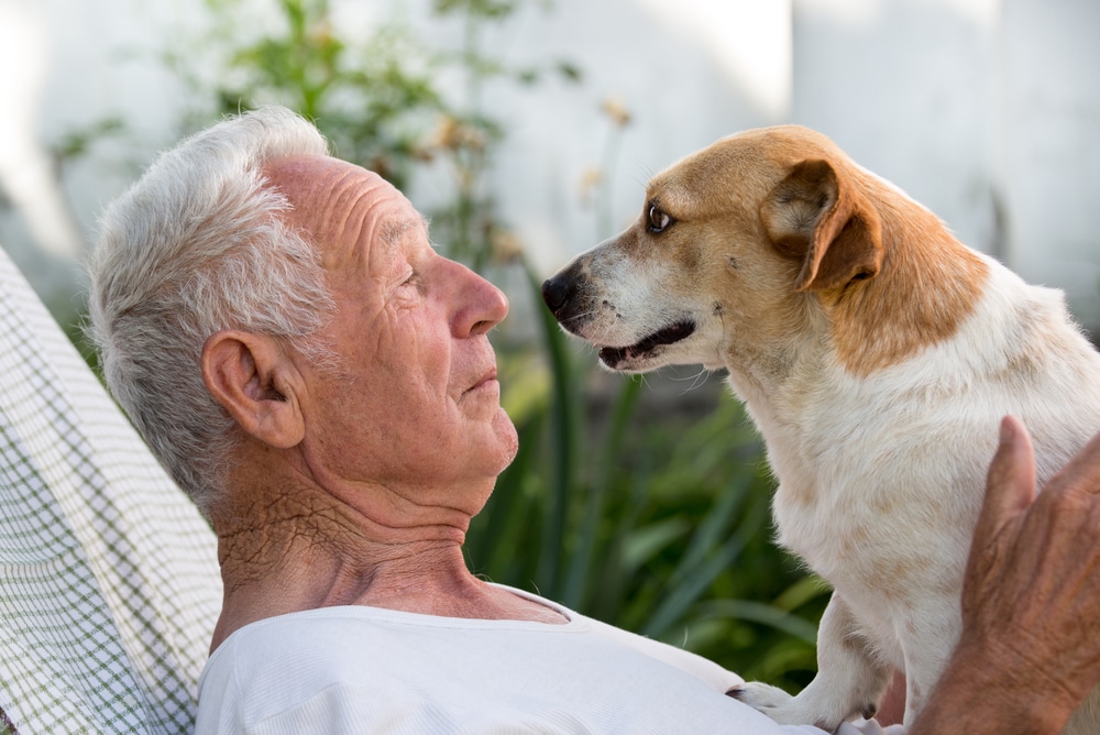 Hospice Therapy Dogs: Benefits For Patients – Dogster