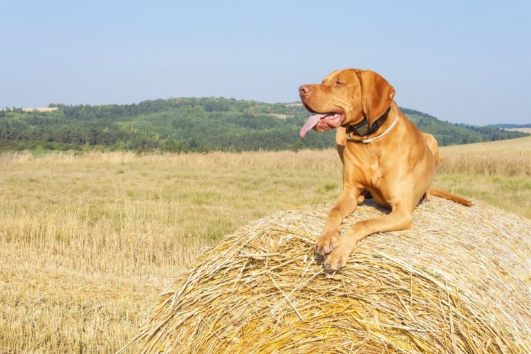 Is Straw Good for Dog Bedding? Vet-Reviewed Benefits & Maintenance Tips ...