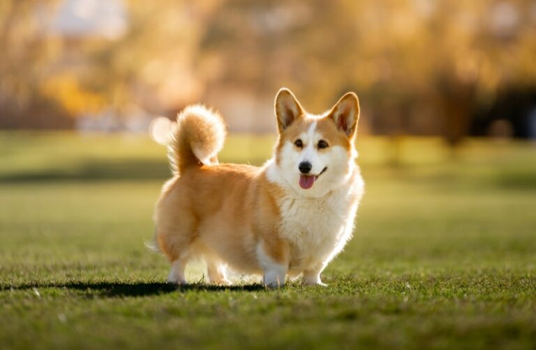16 Most Playful Dog Breeds: Info, Pictures & History – Dogster