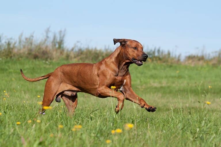 Rhodesian Ridgeback Dog Breed Info, Pictures, Facts, & Traits – Dogster