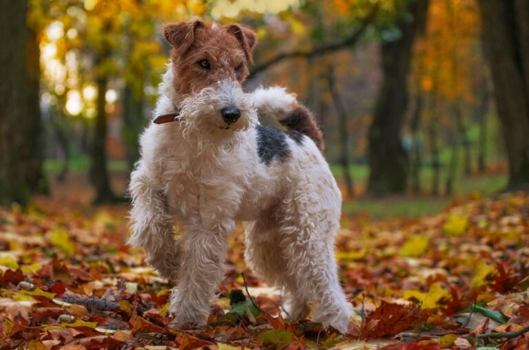 Types of Terrier Dogs: An Overview (With Pictures) – Dogster