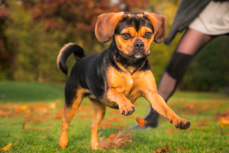 12 Incredible Puggle Facts You May Not Know (Vet-Reviewed) – Dogster